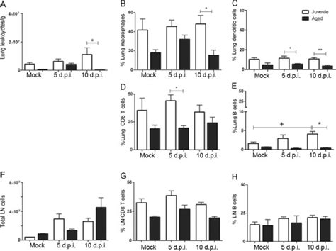 Age Specific Differences In Leukocyte Populations In The Lung But Not