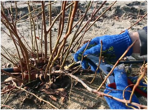 Обрізка лохини навесні які гілки потрібно обовязково видалити