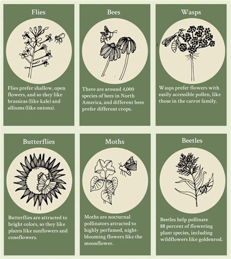 Pollinators Pollinators Play A Vital Role In Ecosystems Around The