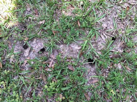 Holes In My Yard