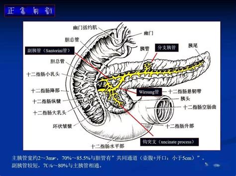 胰腺的解剖与常见变异显示