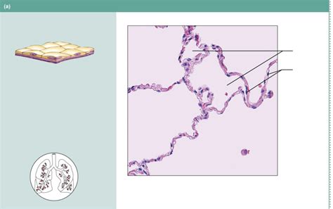 Simple Squamous Epithelium Diagram Quizlet