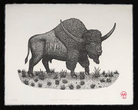 Bison Illustration