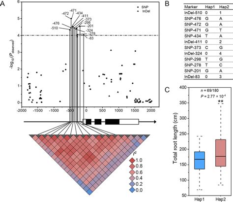 Association Analysis Of Zmnac087 Genetic Variations With Maize Total