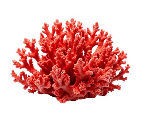 Coral Pngs For Free Download
