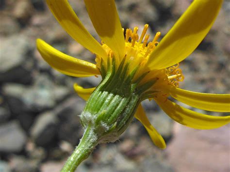Linear Phyllaries Photos Of Senecio Flaccidus Asteraceae