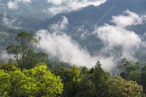 Mount Silam Borneo Stock Image C0388110 Science Photo Library