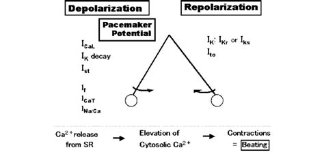 Diagrammatic Representation Of The Pendulum Movement Involved In The