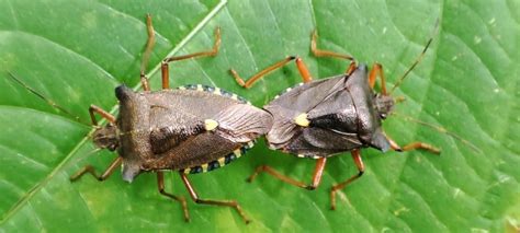 Whats This Bug And Which One Is Which Sex Eastern Europe Rinsects