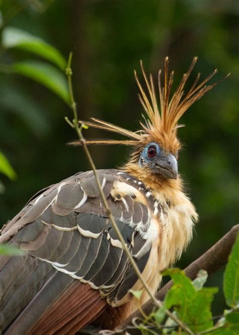 Hoatzin A Name Wild View