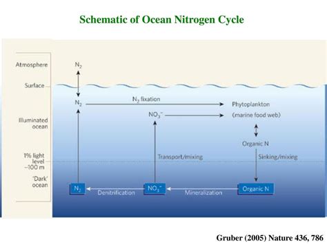 Nitrogen Cycle Ocean