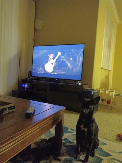 Watching Coco With My Xolo R Aww