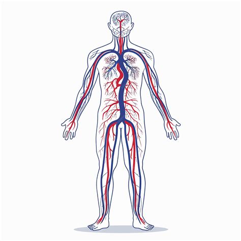 Premium Vector Male Circulatory System Vector
