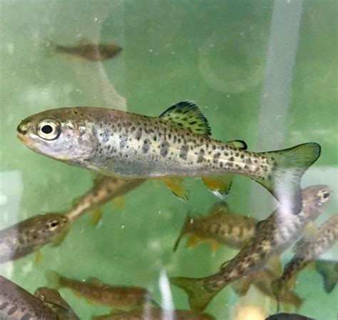 Rainbow Trout Pennsylvania Trout In The Classroom