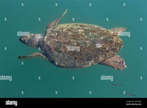 A Large Sea Turtle Swims In Clear Greenish Blue Water Its Shell Covered With Algae And