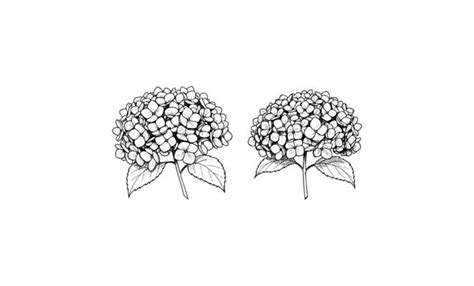 Hydrangea Line Drawing Vector Art Icons And Graphics For Free Download