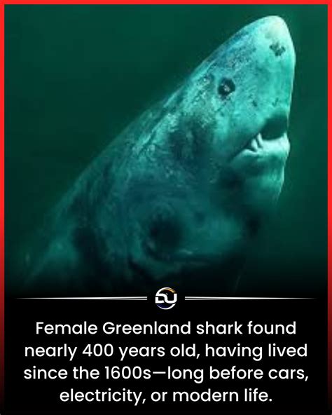 Discover A Breathtaking Discovery Reveals A Shark Older Than Human