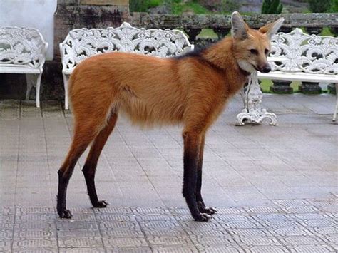 Lobo Guará Lobo Guaru00e1 Brasil Lobo Guaru00e1 Caracteru00edsticas