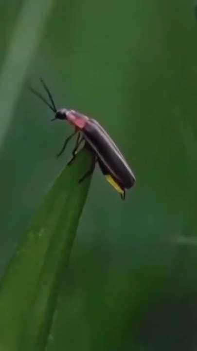 Amaizing Instect Youtube