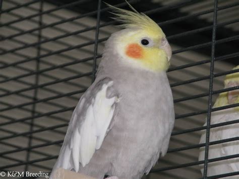 Cockatiel Mutations