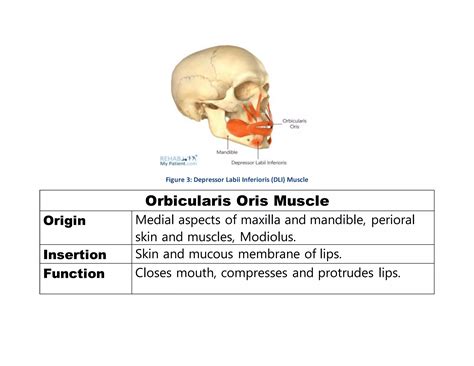 Muscles Attached To The Mandible Docx
