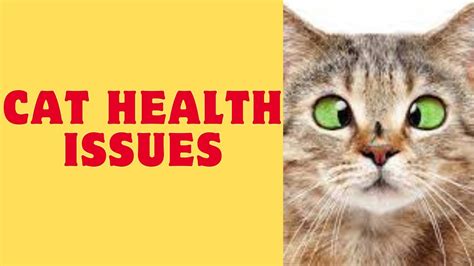 The Most Common Cat Health Issues And Care Tips Youtube