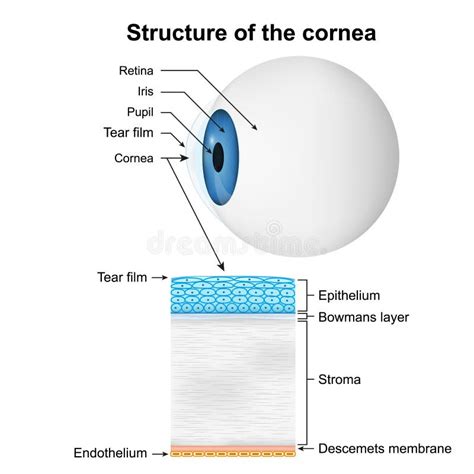 Structure Of The Cornea Medical Vector Illustration On White Background Stock Illustration