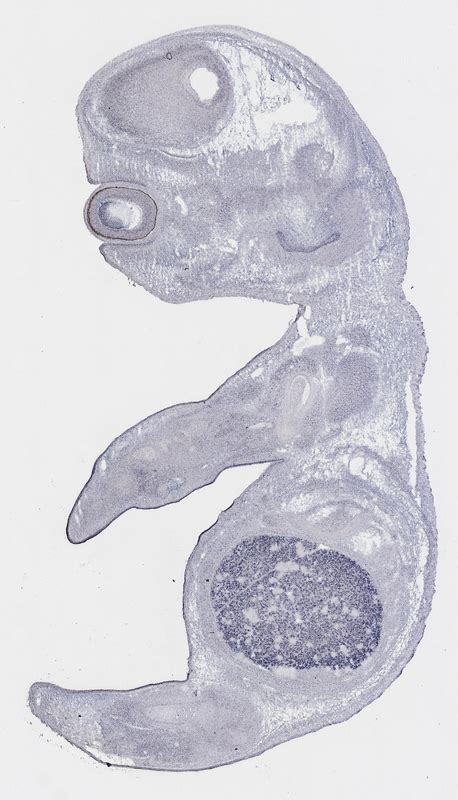 Nfs1 Mgi Mouse Gene Detail Mgi1316706 Nitrogen Fixation Gene 1 S