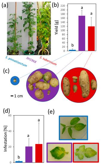 The Omics Hunt For Novel Molecular Markers Of Resistance To Phytophthora Infestans