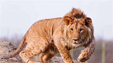 Wild Hybrids The Fascinating World Of Inter Species Big Cat Breeding