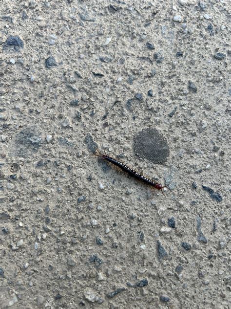 Whats This Centipede Nc Usa R Whatsthisbug