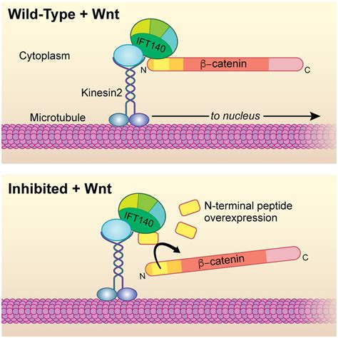 Wg Wnt Signaling Induced Nuclear Translocation Of β Catenin Is Attenuated By A β Catenin Peptide