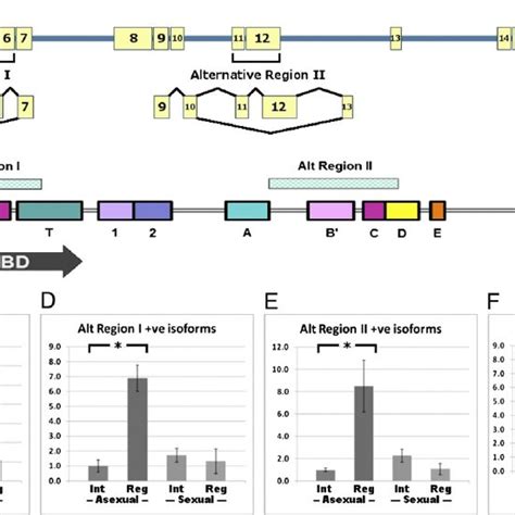 Planarian Telomere Length Dynamics A Telomere Length In Asexual Download Scientific