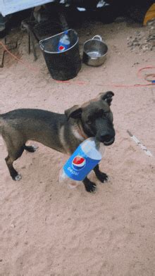 S De Drinking Pepsi Tenor