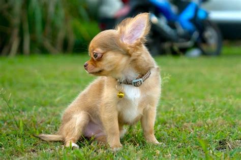 Apple Head Chihuahua Everything You Need To Know