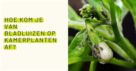 Hoe Kom Je Van Bladluizen Op Kamerplanten Af
