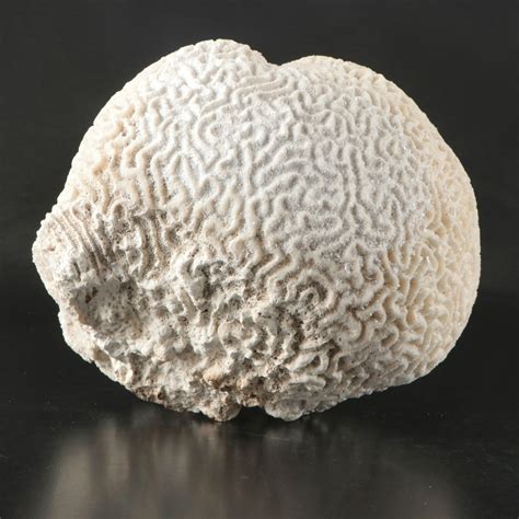 Fossilized Brain Coral Specimen Everything But The House