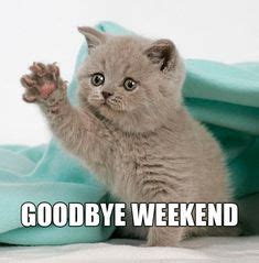 79 Have A Great Week Ideas Great Week Blessed Week Have A Blessed Week