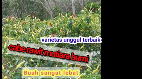 Cabe Rawit Seta Super Buah Lebat Sekali Youtube