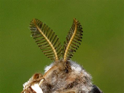 Moth Anatomy Wildlife Insight