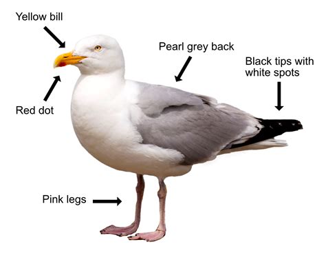 Herring Gull Translate In Hindi At Kai Wieck Blog