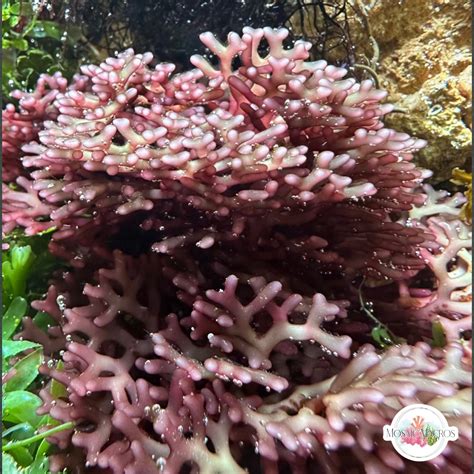 Branching Hex Macroalgae Purple Form Scinaia Sp Mosaicmacros