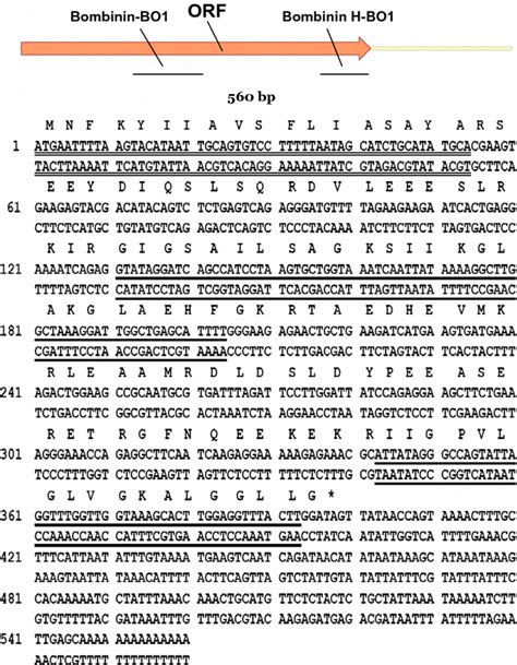 Nucleotide Sequence Of Cloned Precursor Cdna Encoding The Novel Download Scientific Diagram