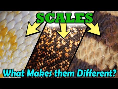 Snake Scales Unique And Mysterious Magical Who Knows Youtube
