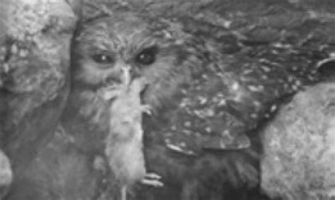 Will A Lost Bird Win Forest And Bird