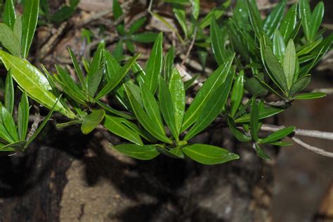 Gardenia Stenophylla Picturethis