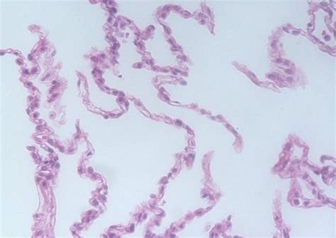 A And P Histology Exam 1 Histology Flashcards Quizlet