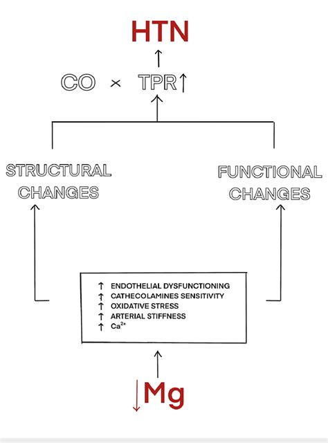 Structural And Functional Alterations In Blood Vessels From Low