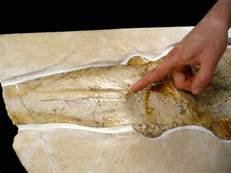 Giant Fossil Squid