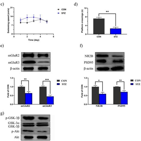 The Spatial Learning And Memory Was Impaired And The Concentration Of